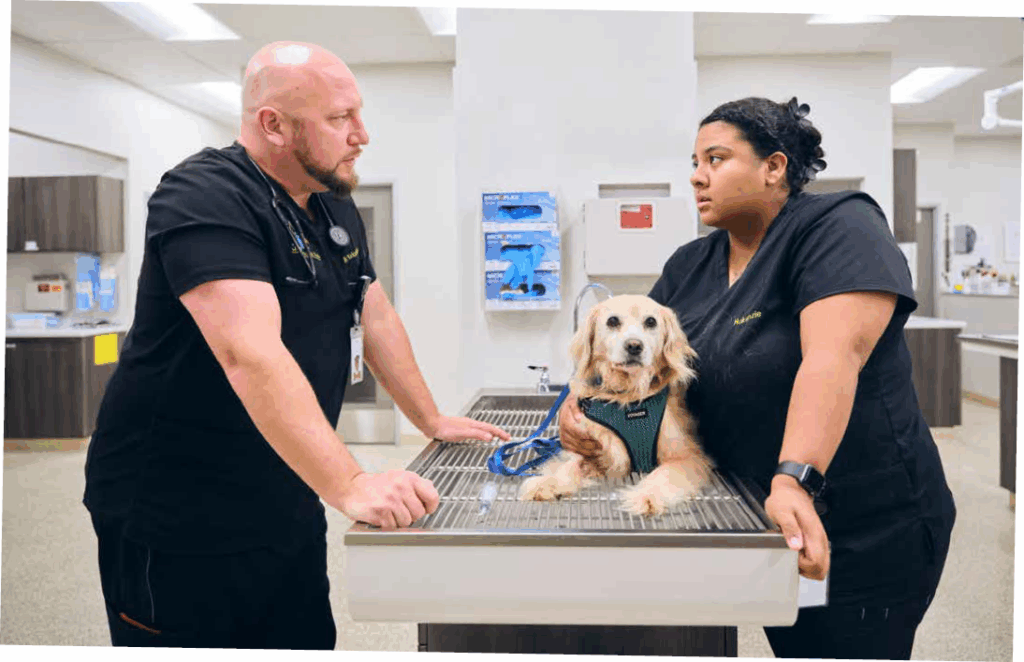 BLS Invest | Zoetis - BLS Invest